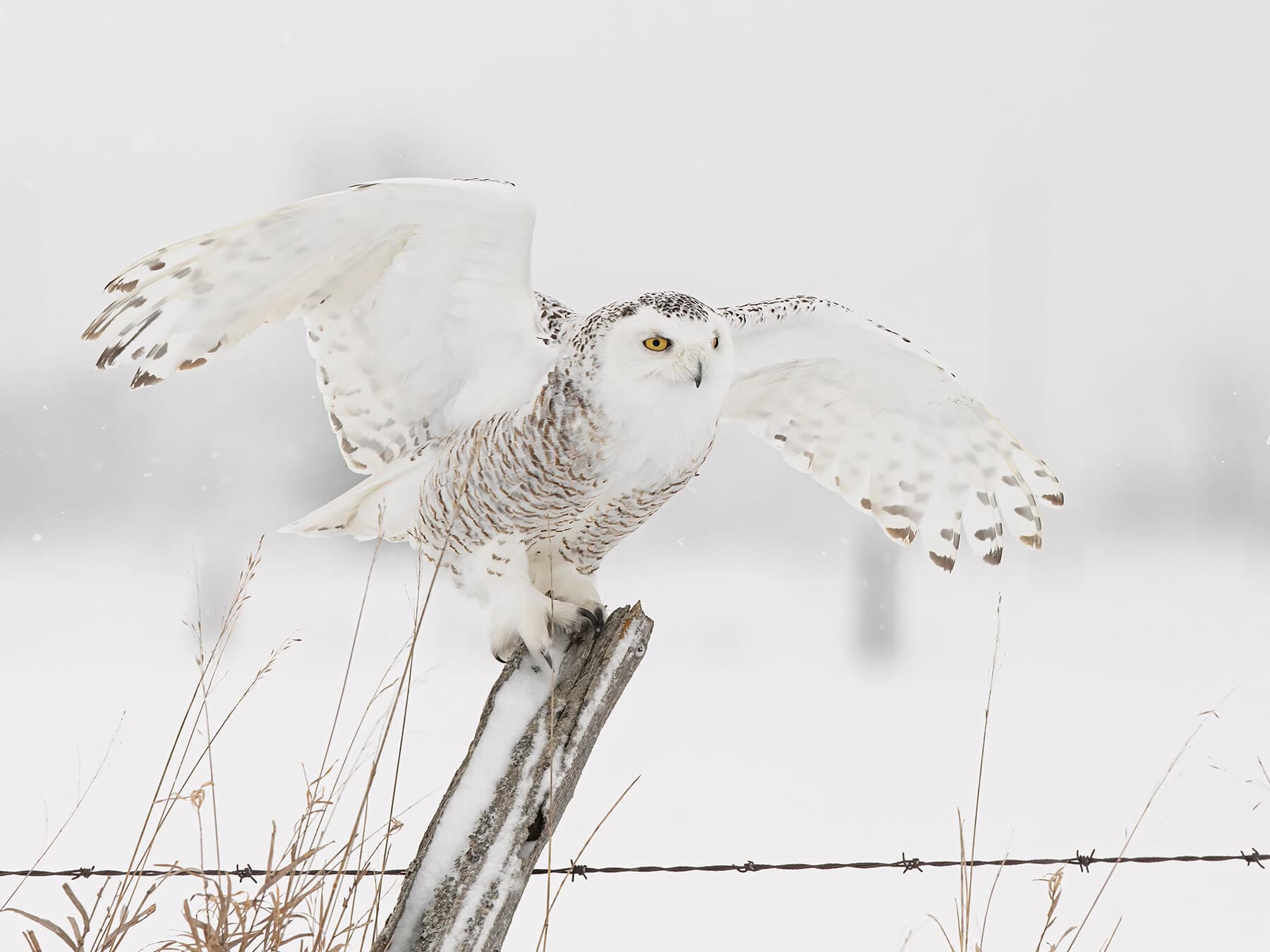 Where Do Snowy Owls Live? (Habitat + Distribution) | Birdfact
