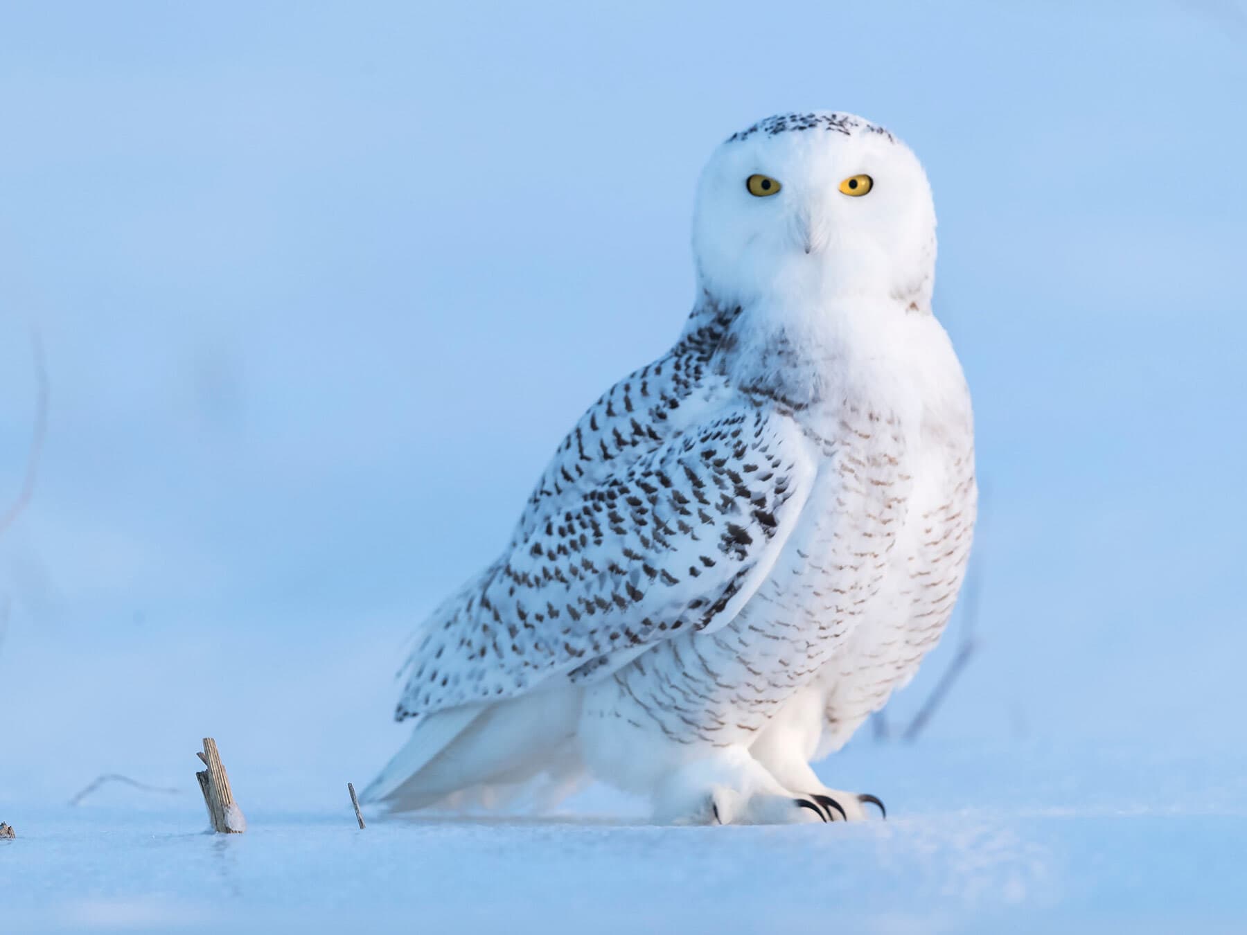 Where Do Snowy Owls Live? (Habitat + Distribution) | Birdfact