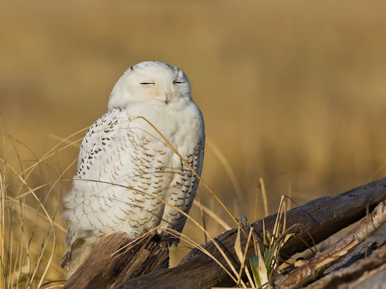 Where Do Snowy Owls Live? (Habitat + Distribution) | Birdfact