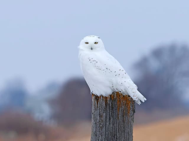 Alaska's Owls: A Guide to 10 Species (With Identification Tips) | Birdfact