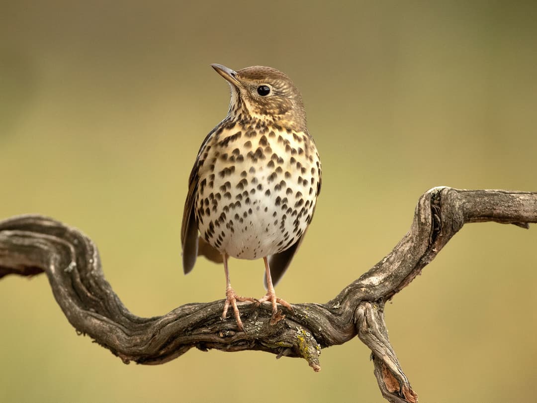 Song Thrush | Birdfact
