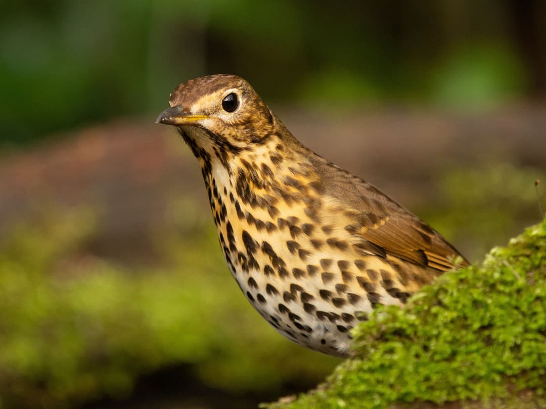Song Thrush | Birdfact