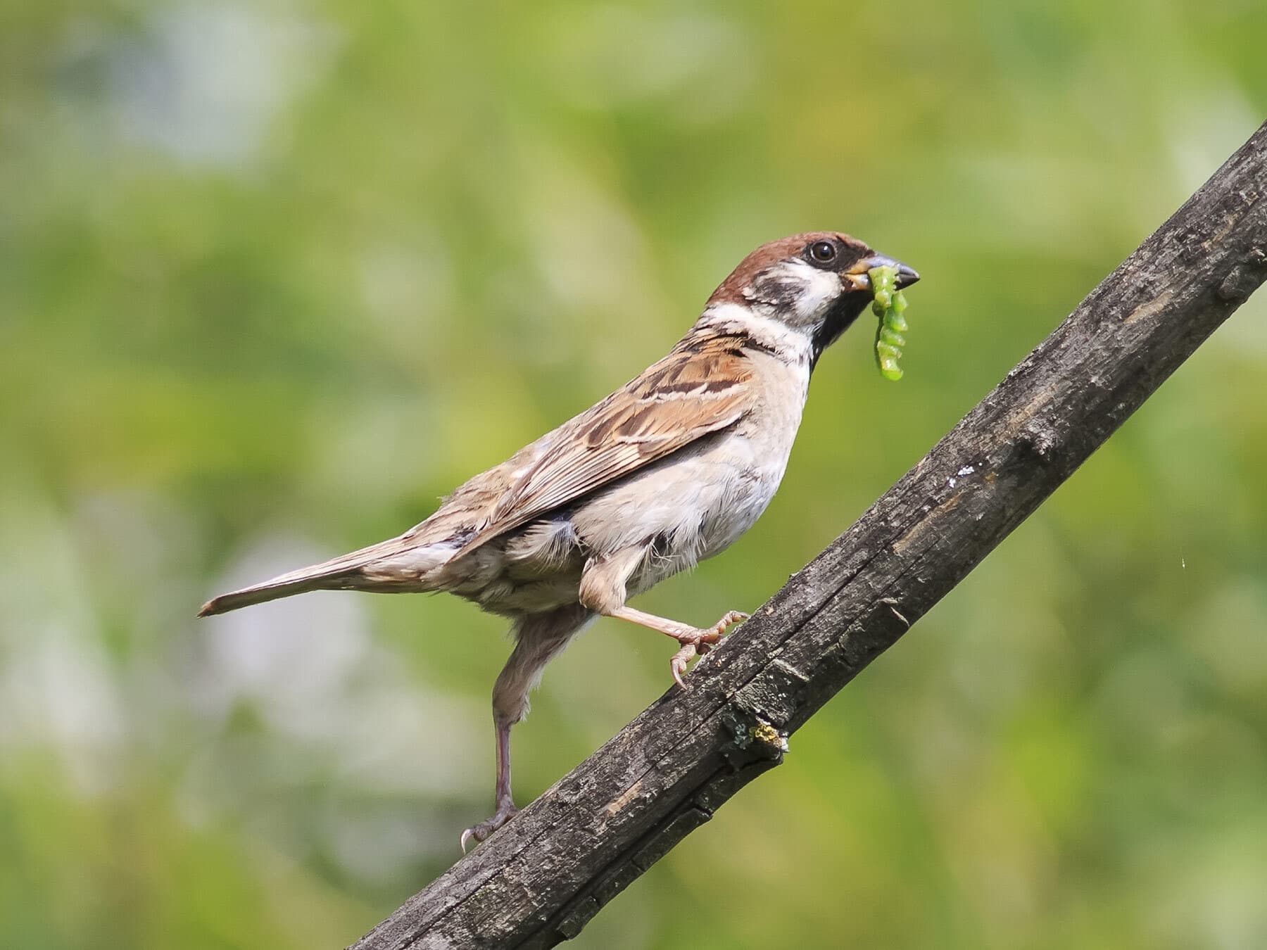 What Do Sparrows Eat? (Complete Guide) | Birdfact
