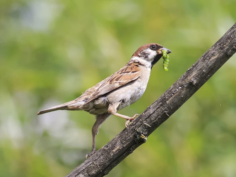 What Do Sparrows Eat? (Complete Guide) | Birdfact