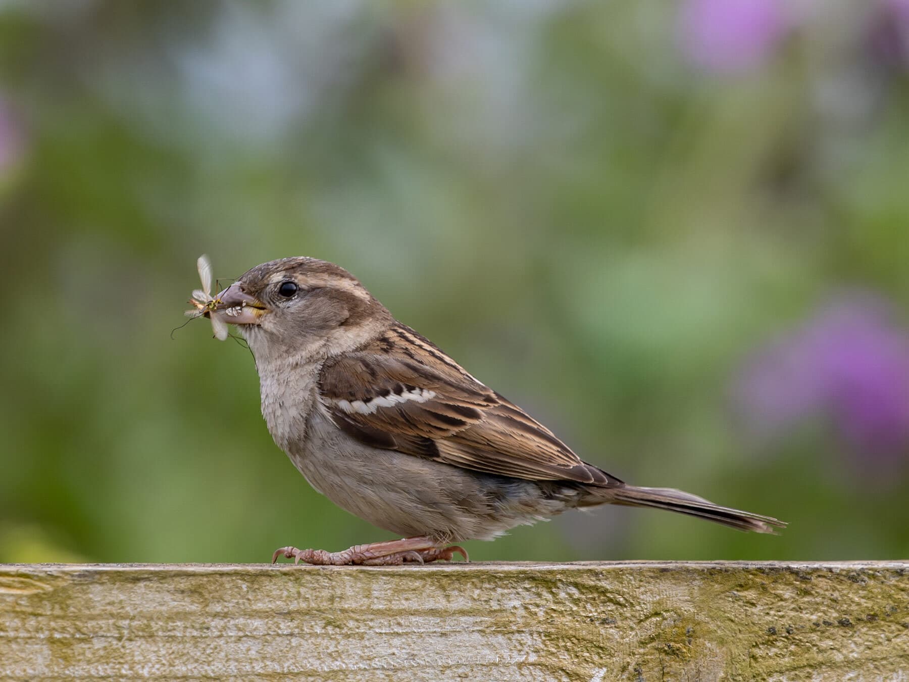 What Do Sparrows Eat? (Complete Guide) | Birdfact
