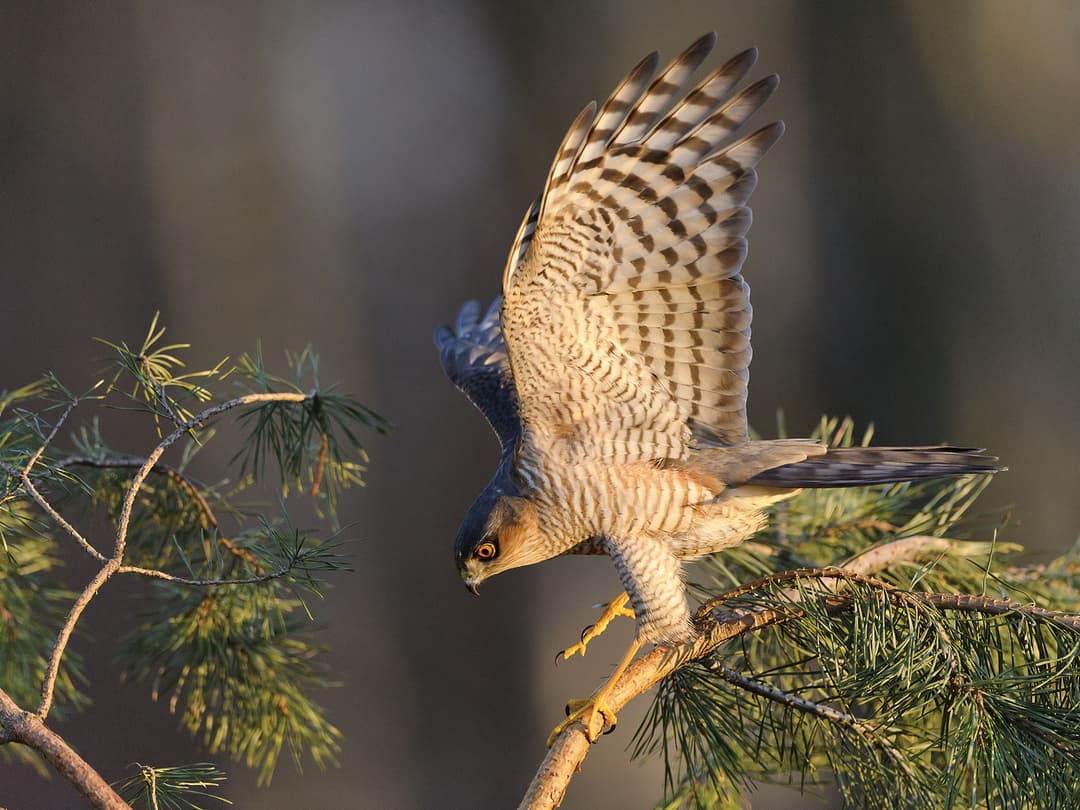 Sparrowhawk | Birdfact