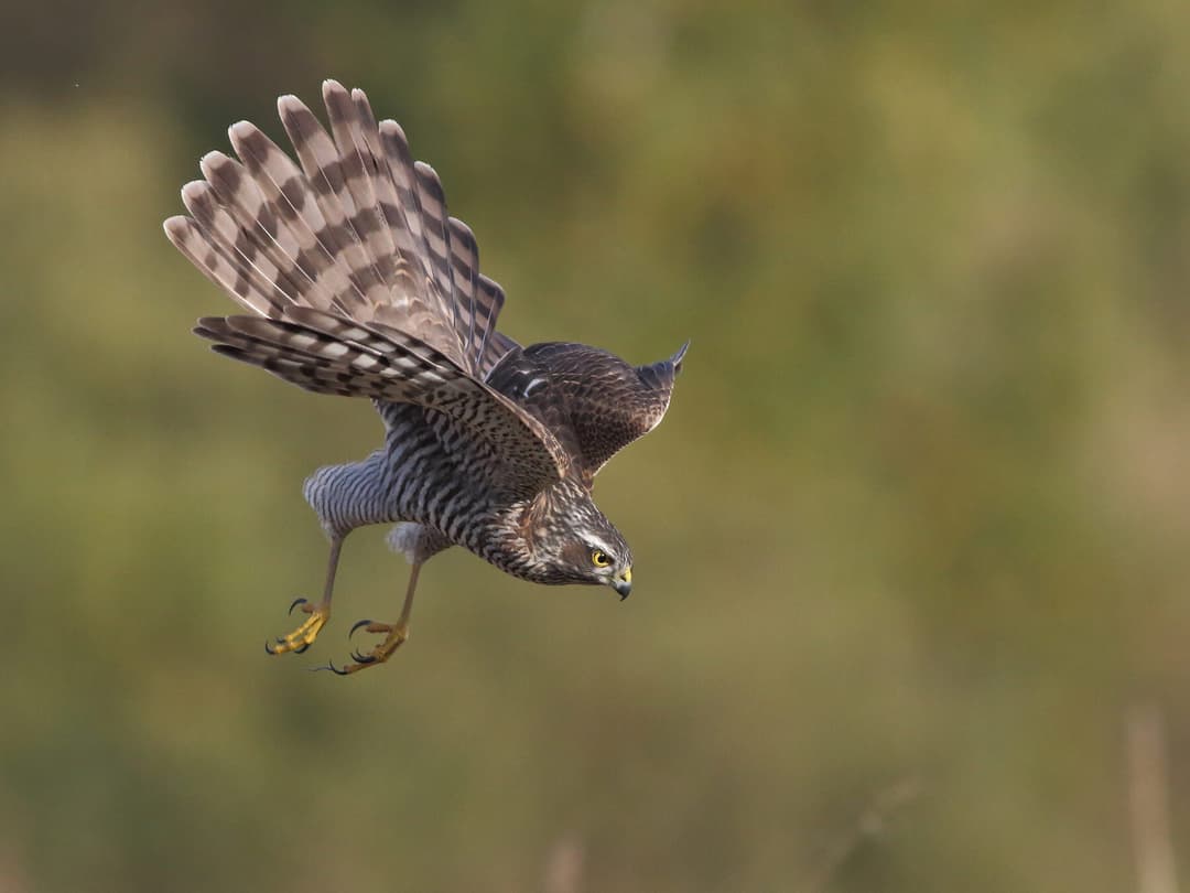 What Do Sparrowhawks Eat? | Birdfact