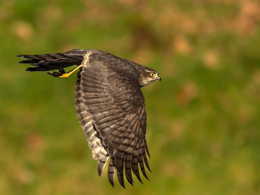 wing shapes and flight styles | Birdfact