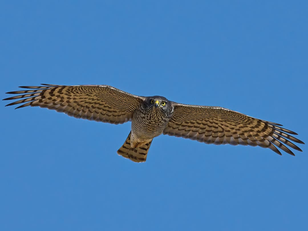 Sparrowhawk | Birdfact