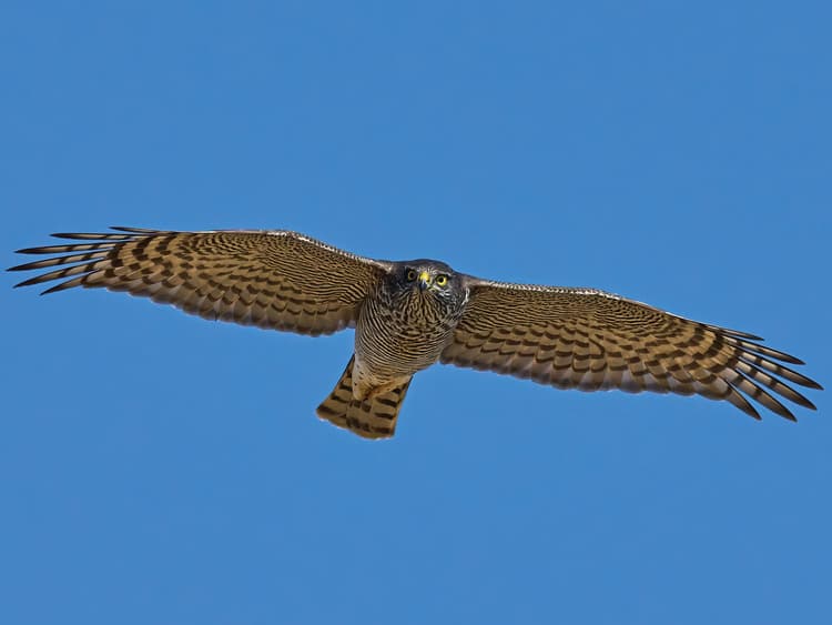 Sparrowhawk | Birdfact