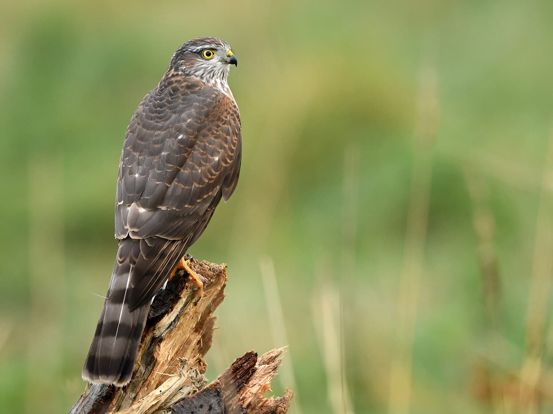 What Do Sparrowhawks Eat? | Birdfact