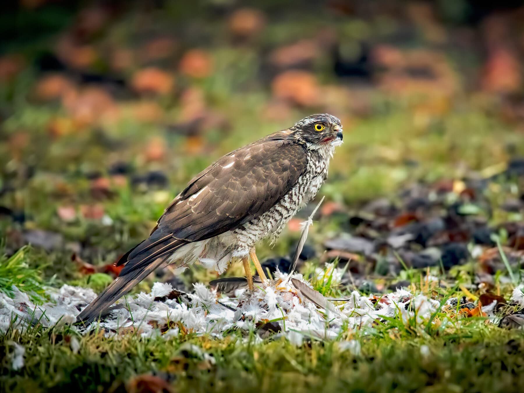 What Do Sparrowhawks Eat? | Birdfact