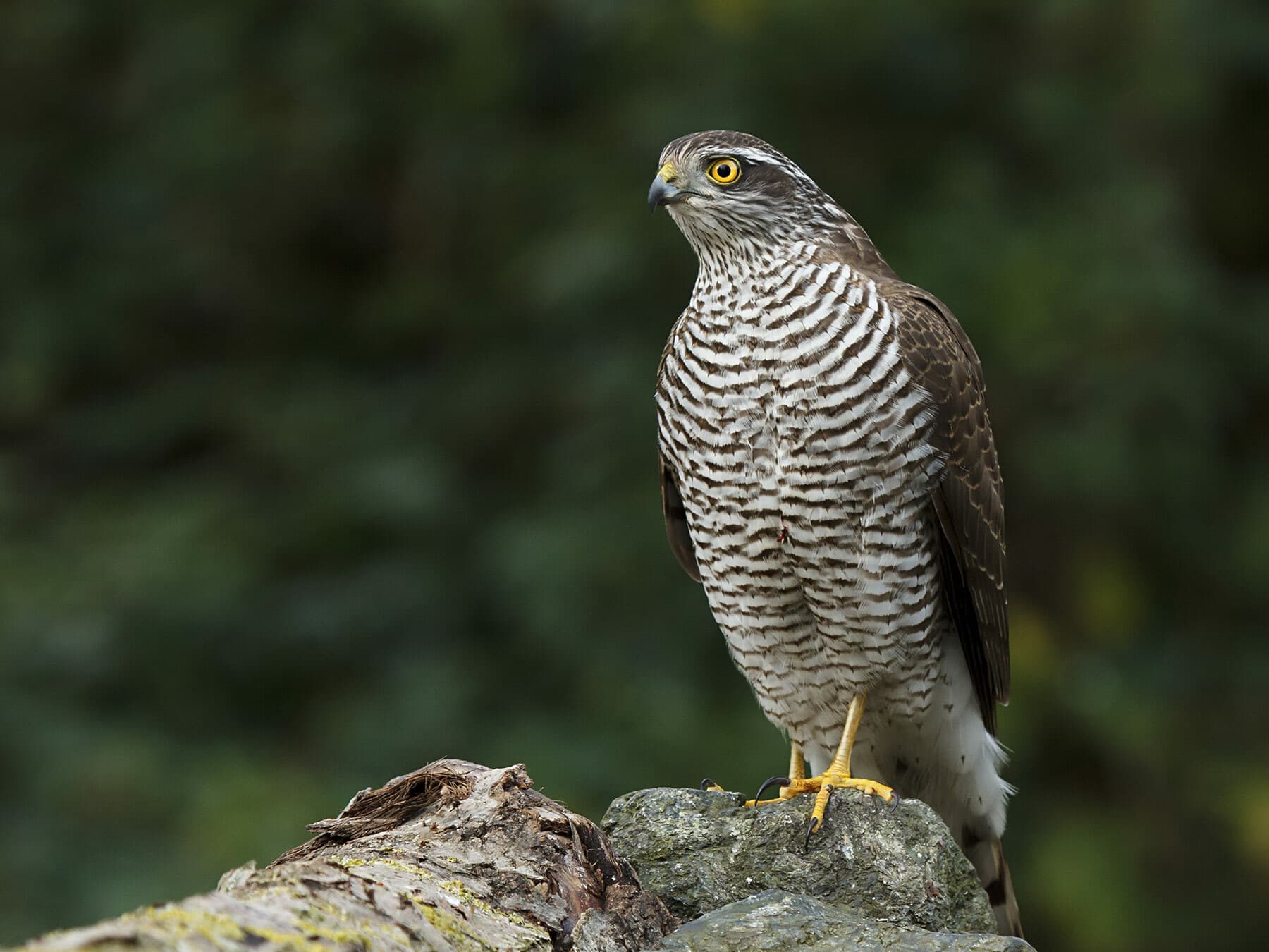 Sparrowhawk | Birdfact