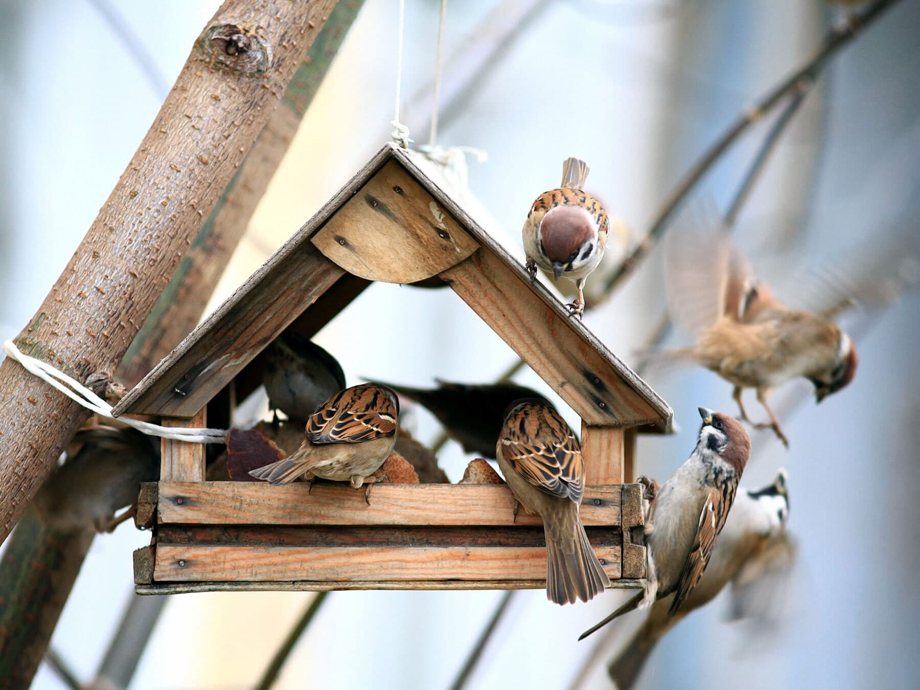 What Do Sparrows Eat? (Complete Guide) | Birdfact