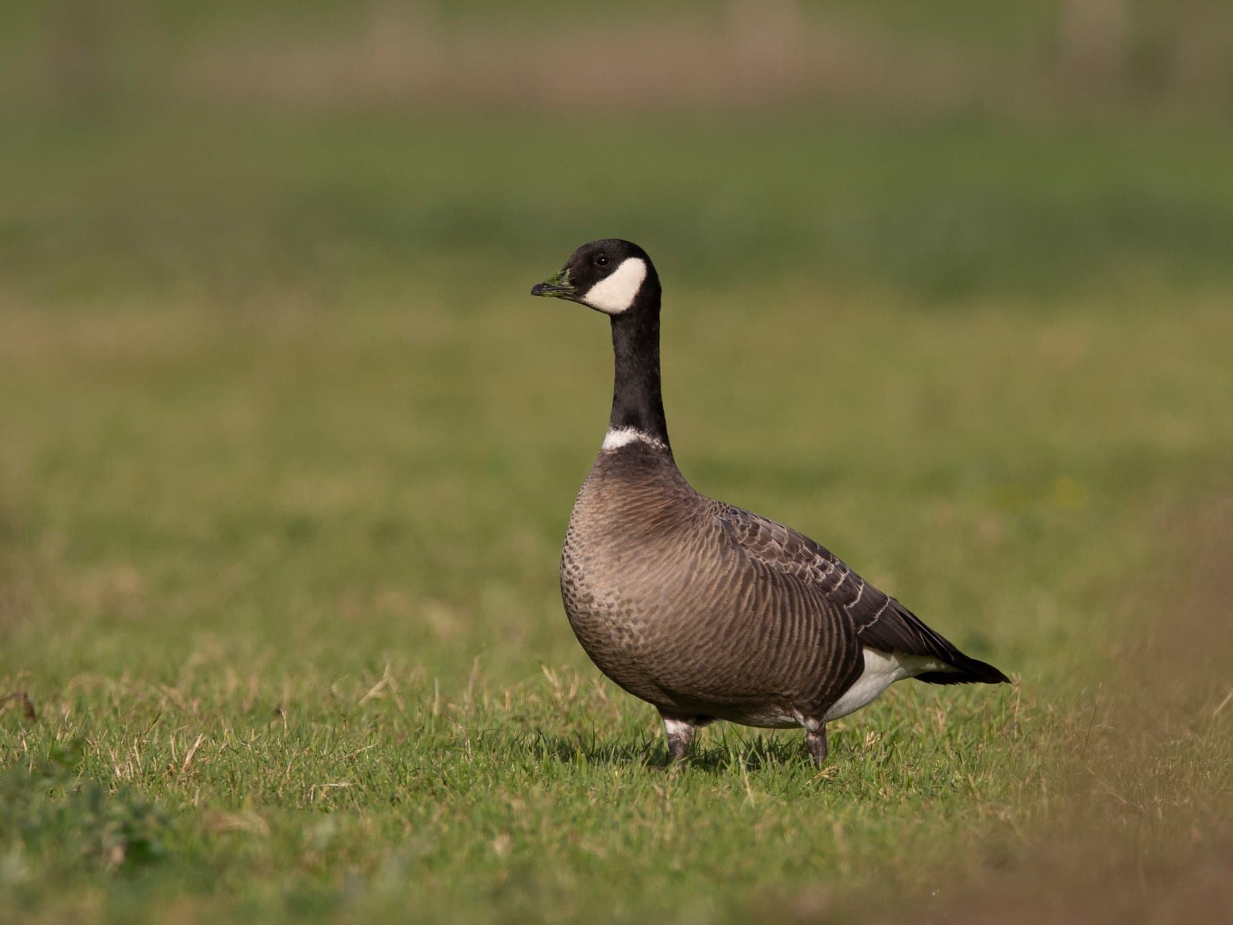 Cackling Goose — Facts, Habitat & Identification | Birdfact | Birdfact