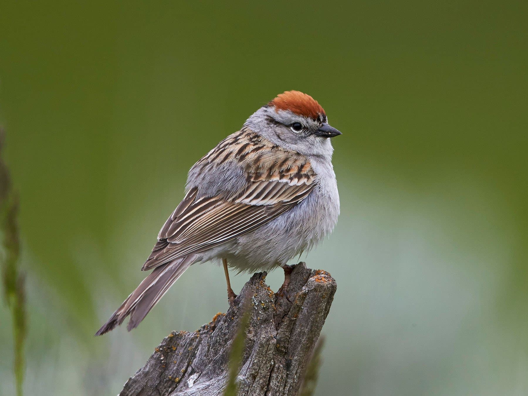 American Tree Sparrow — Facts, Habitat & Identification | Birdfact ...