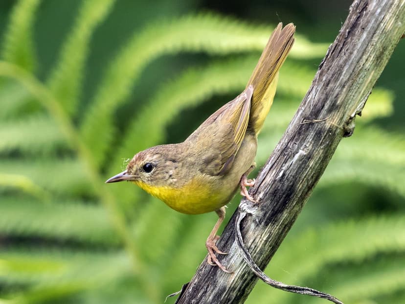 Common Yellowthroat — Facts, Habitat & Identification | Birdfact | Birdfact