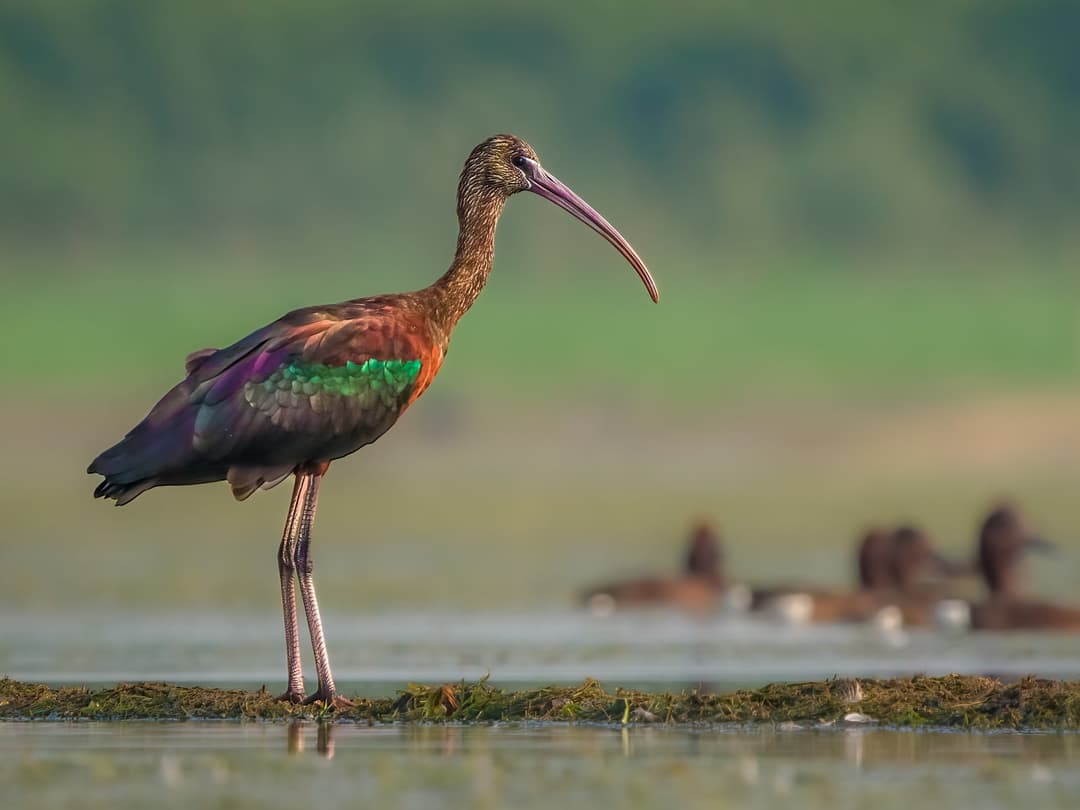 Glossy Ibis — Facts, Habitat & Identification | Birdfact | Birdfact