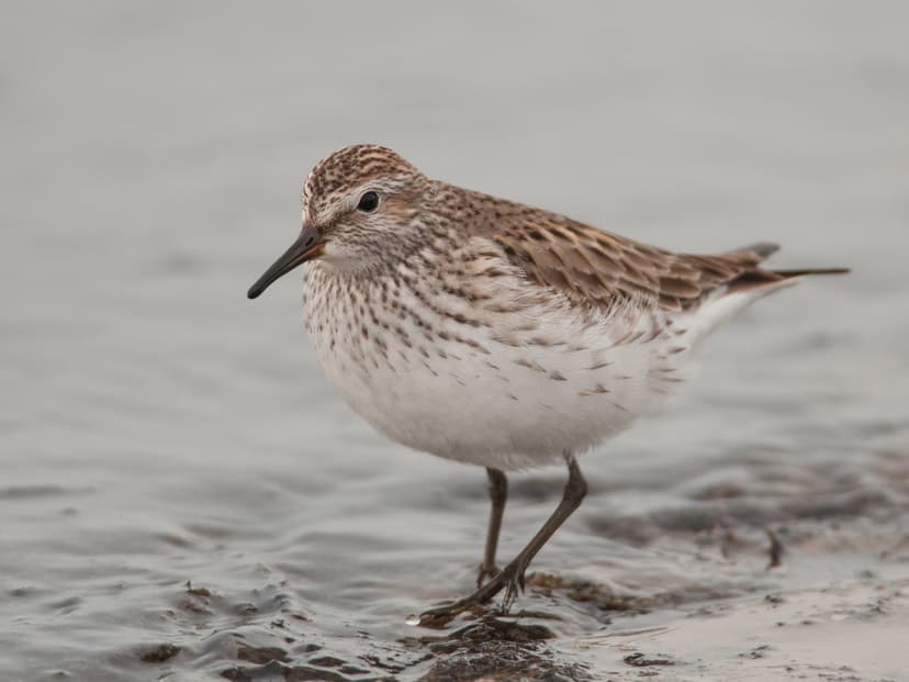 White-rumped Sandpiper — Facts, Habitat & Identification | Birdfact ...