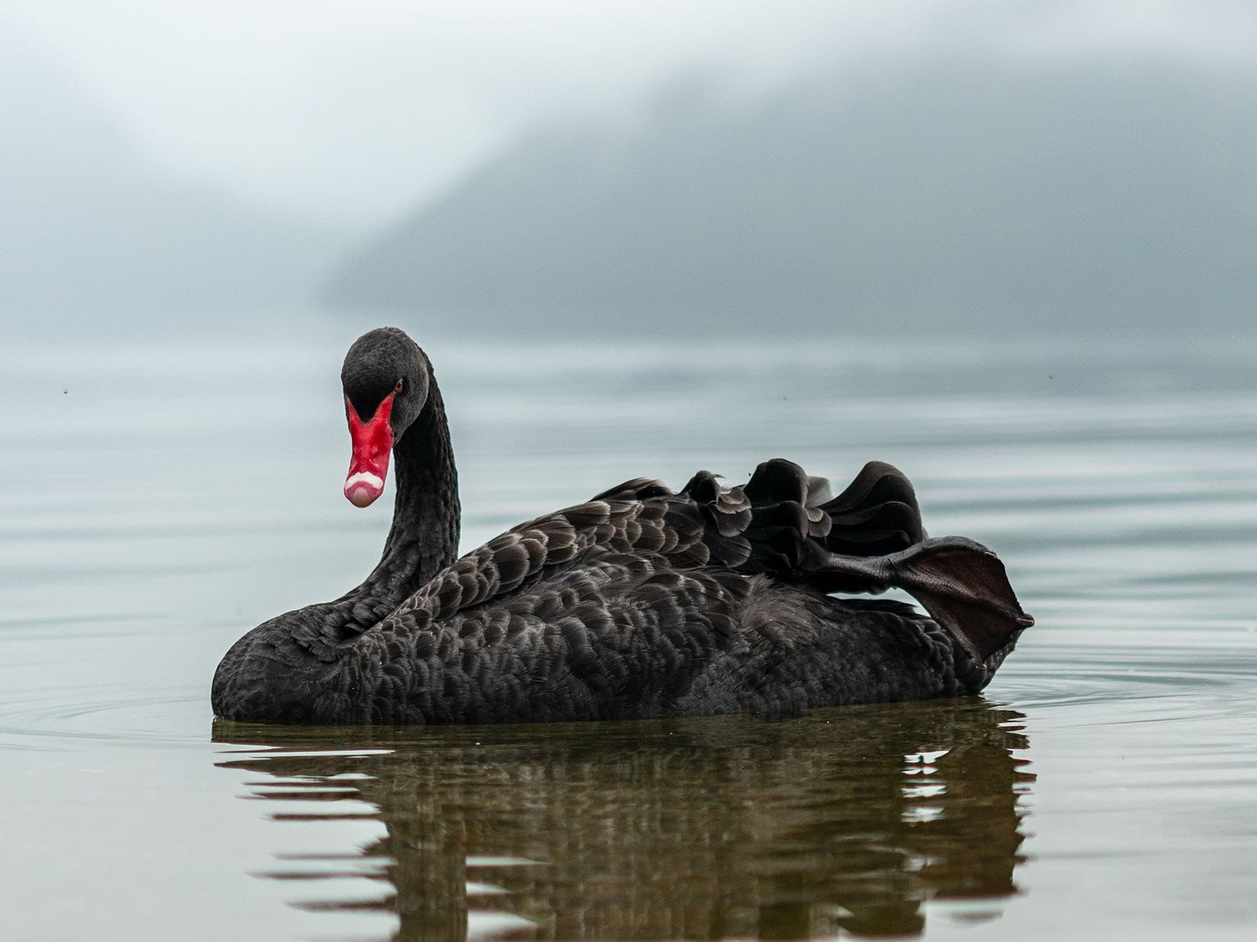 Black Swan — Facts, Habitat & Identification | Birdfact | Birdfact