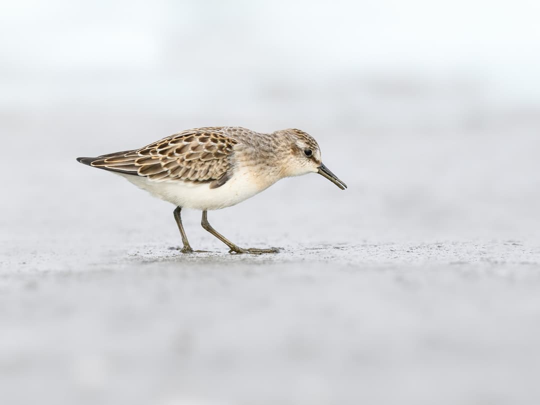 Semipalmated Sandpiper — Facts, Habitat & Identification | Birdfact ...