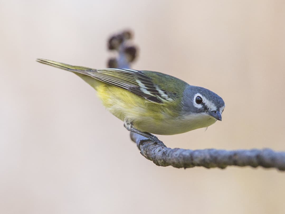 Blue-headed Vireo — Facts, Habitat & Identification | Birdfact | Birdfact