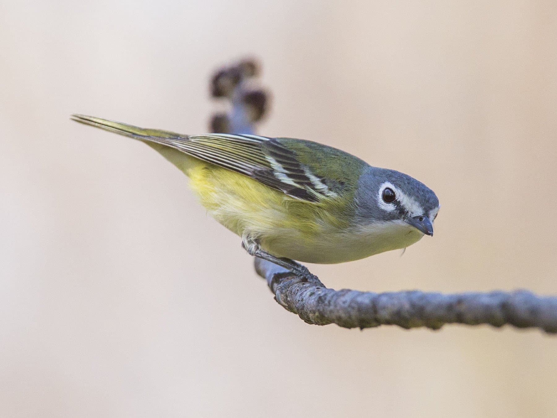 Blue-headed Vireo — Facts, Habitat & Identification | Birdfact | Birdfact