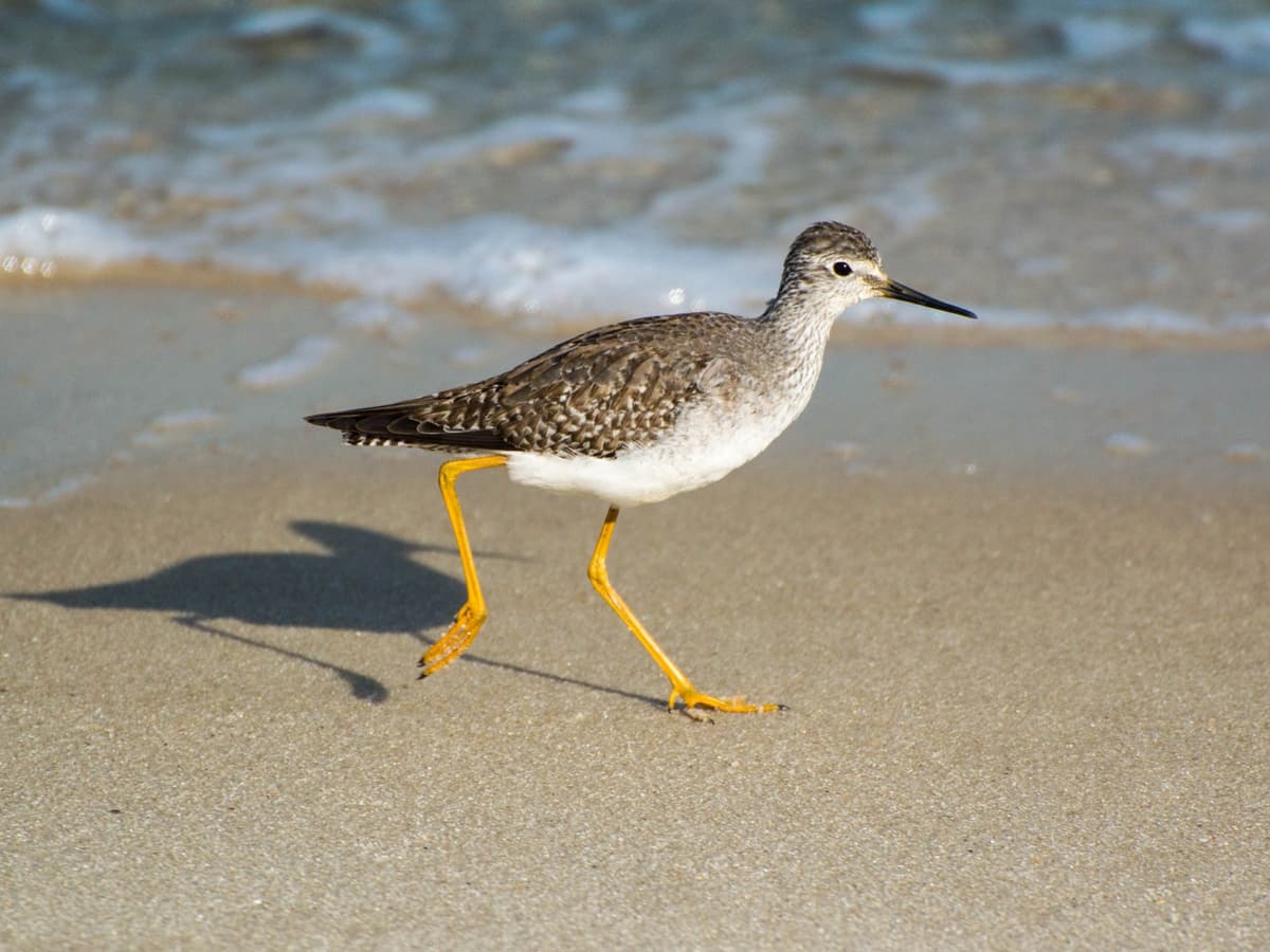 Lesser Yellowlegs — Facts, Habitat & Identification | Birdfact | Birdfact