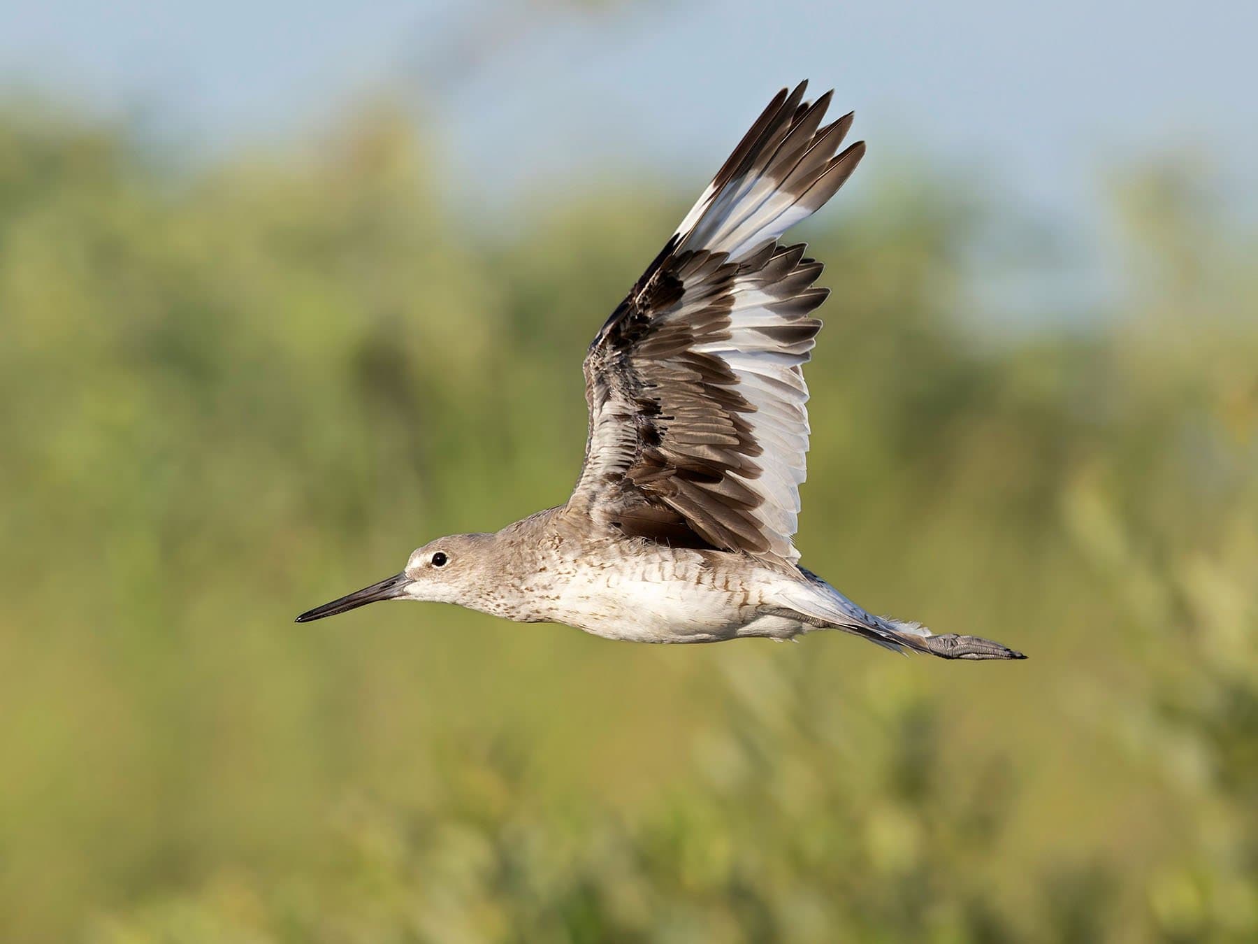 Willet — Facts, Habitat & Identification | Birdfact | Birdfact