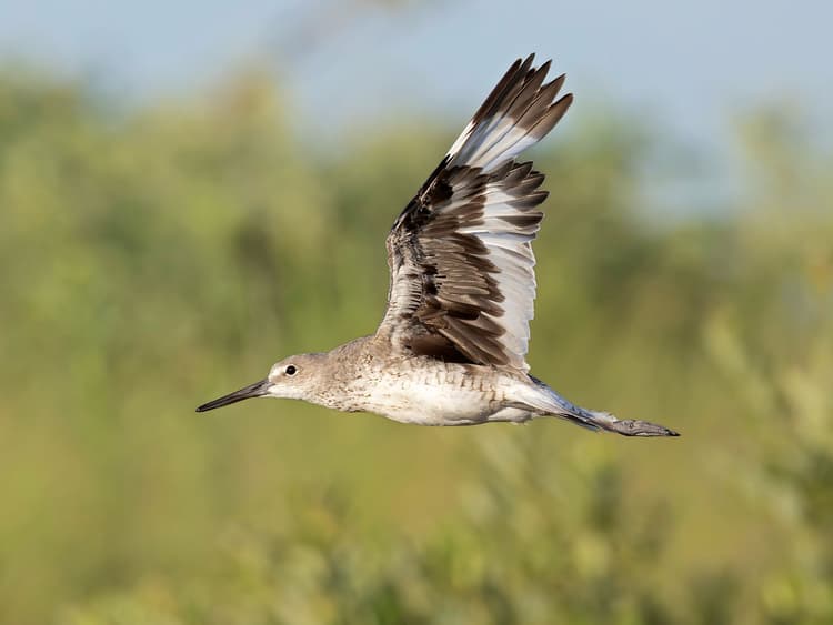 Willet — Facts, Habitat & Identification | Birdfact | Birdfact