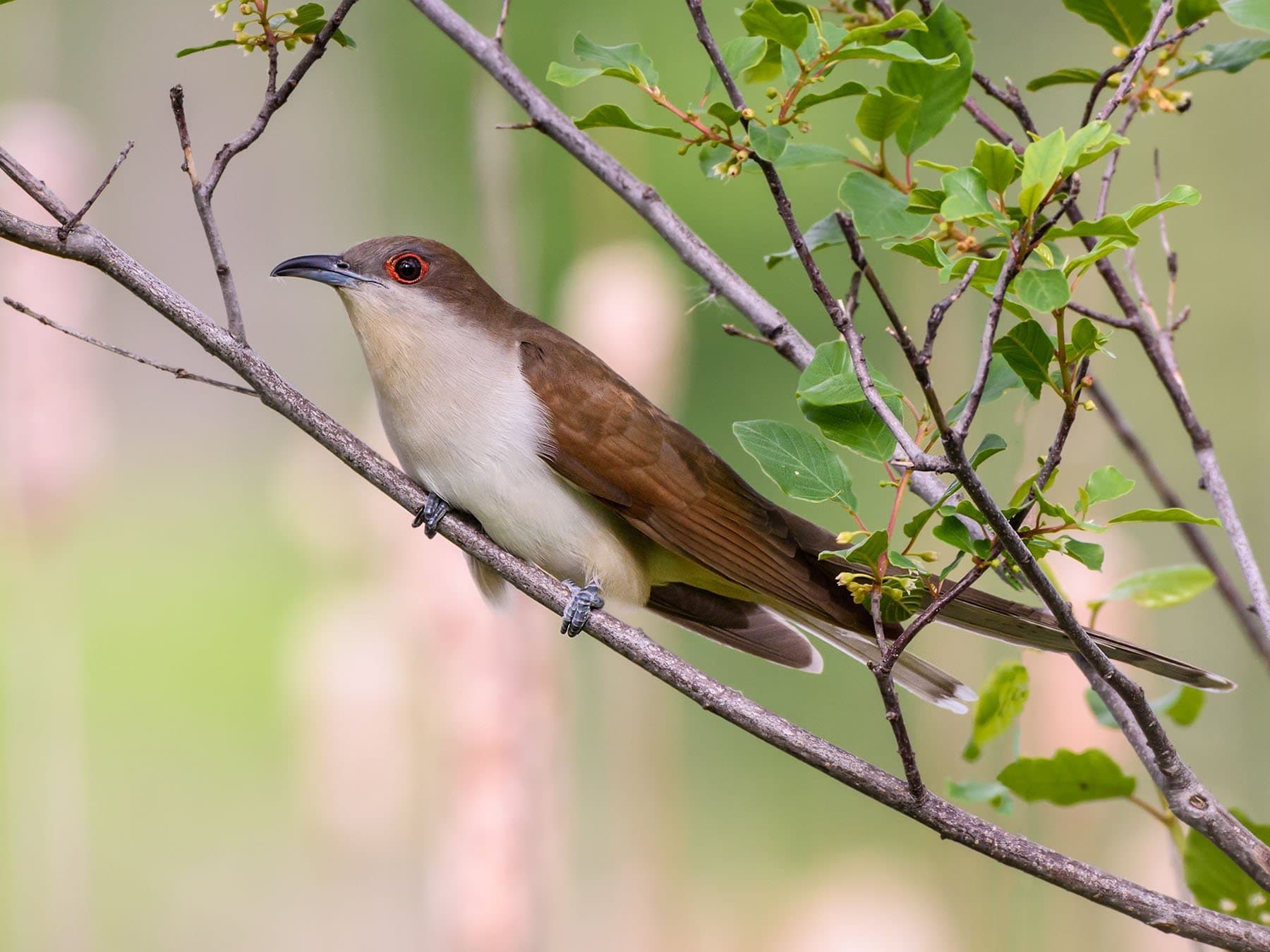 Black-billed Cuckoo — Facts, Habitat & Identification | Birdfact | Birdfact