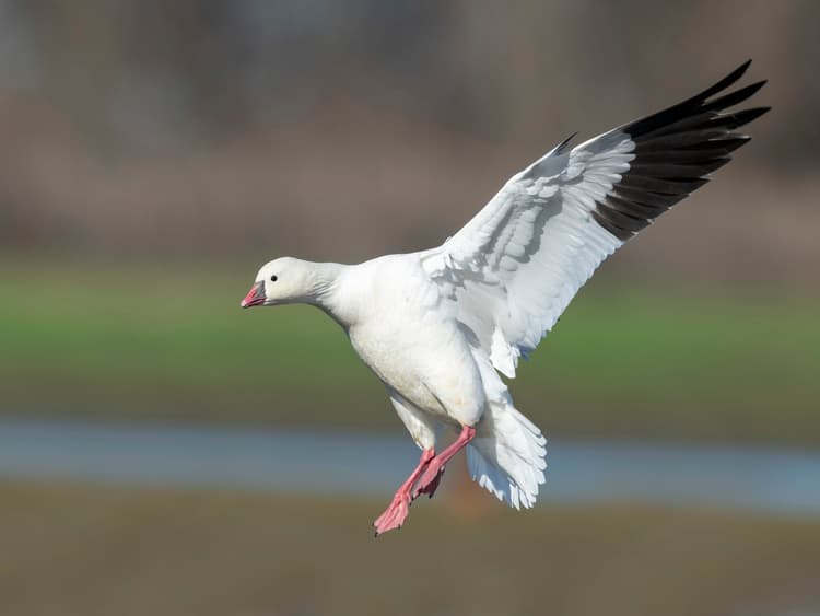 Ross's Goose — Facts, Habitat & Identification | Birdfact | Birdfact
