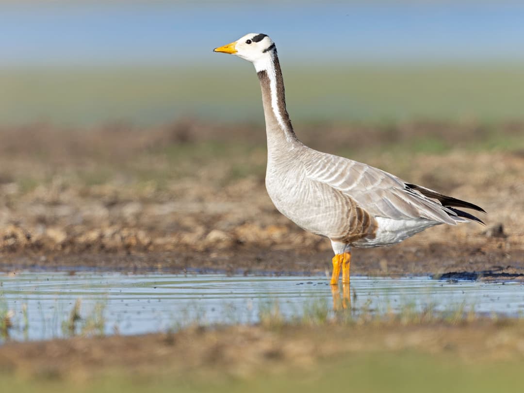 Bar-headed Goose — Facts, Habitat & Identification | Birdfact | Birdfact