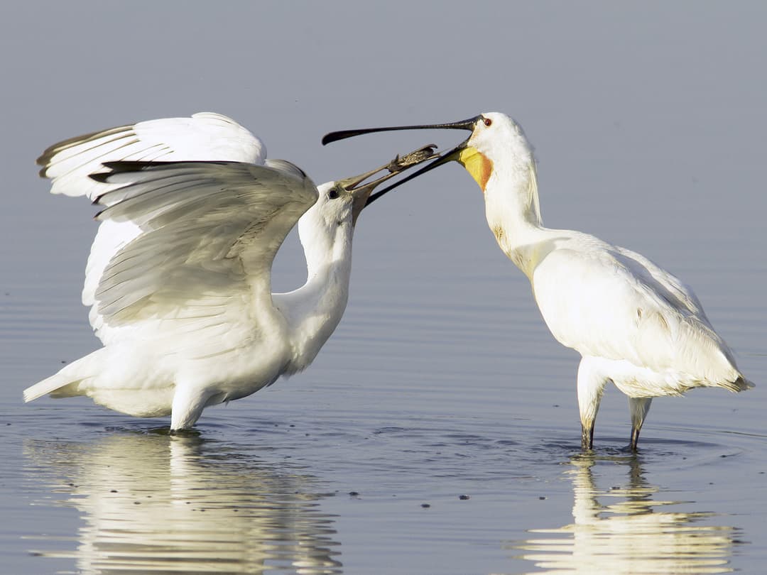 Eurasian Spoonbill | Birdfact