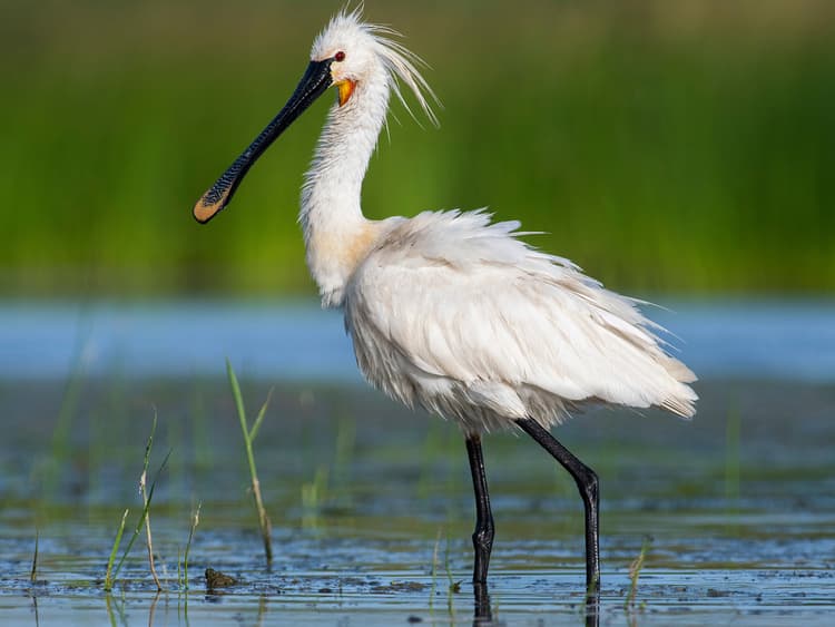 Eurasian Spoonbill | Birdfact