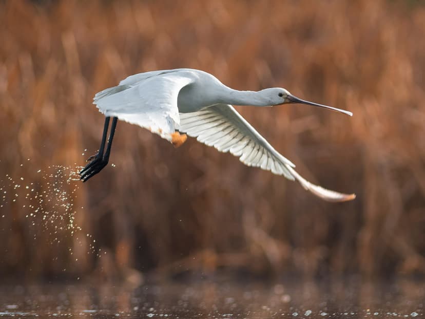 Eurasian Spoonbill | Birdfact
