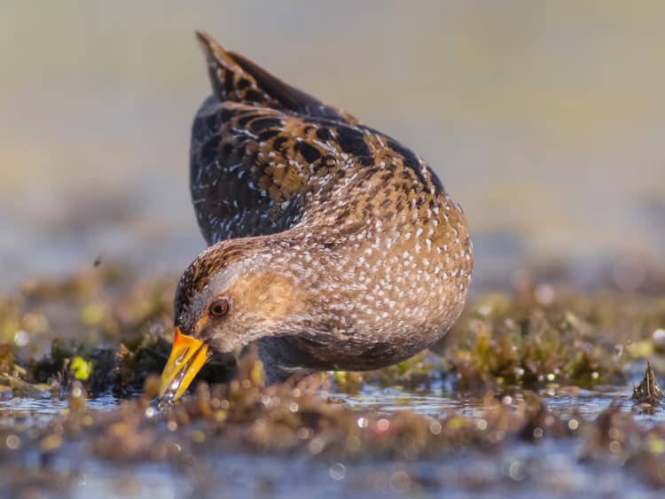 Spotted Crake | Birdfact