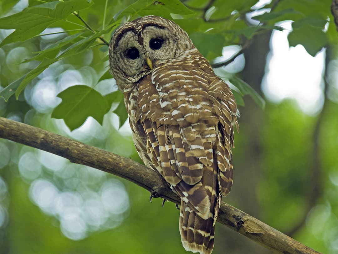 Spotted Owl | Birdfact