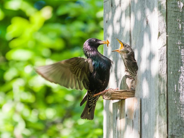 Attracting Starlings: Expert Advice on Bringing These Birds Closer ...