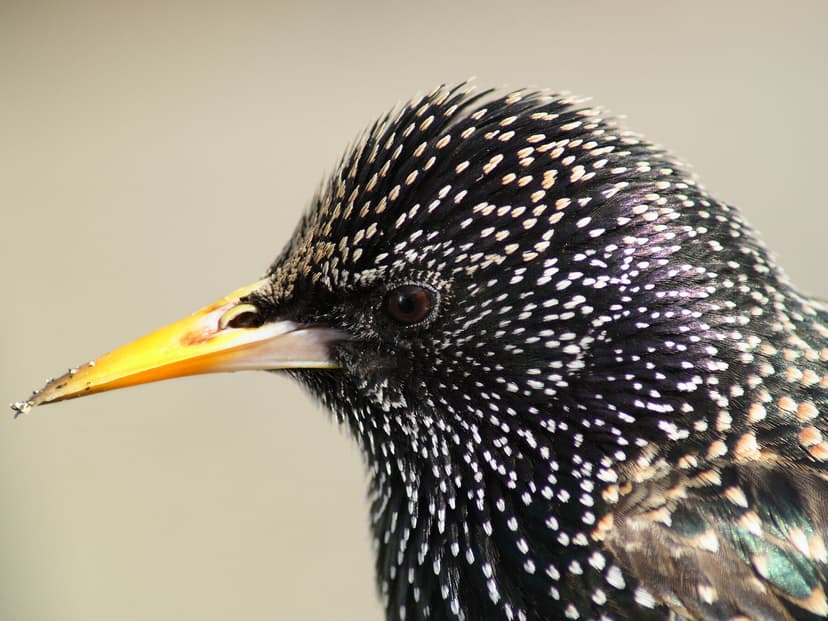 European Starling vs Common Grackle: How To Tell Them Apart | Birdfact