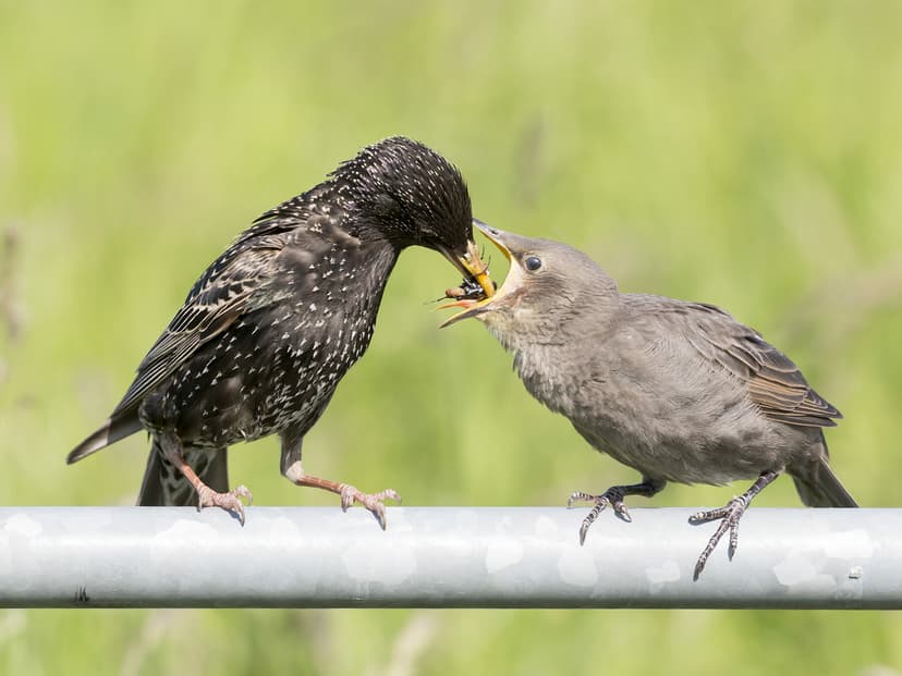 Where Do Starlings Nest? Nest Sites, Boxes & Breeding Season | Birdfact