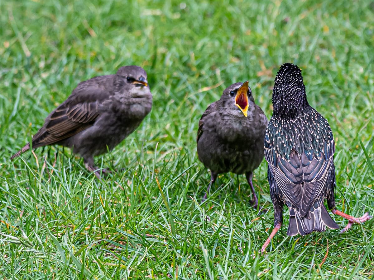 Baby Starlings: All You Need To Know | Birdfact