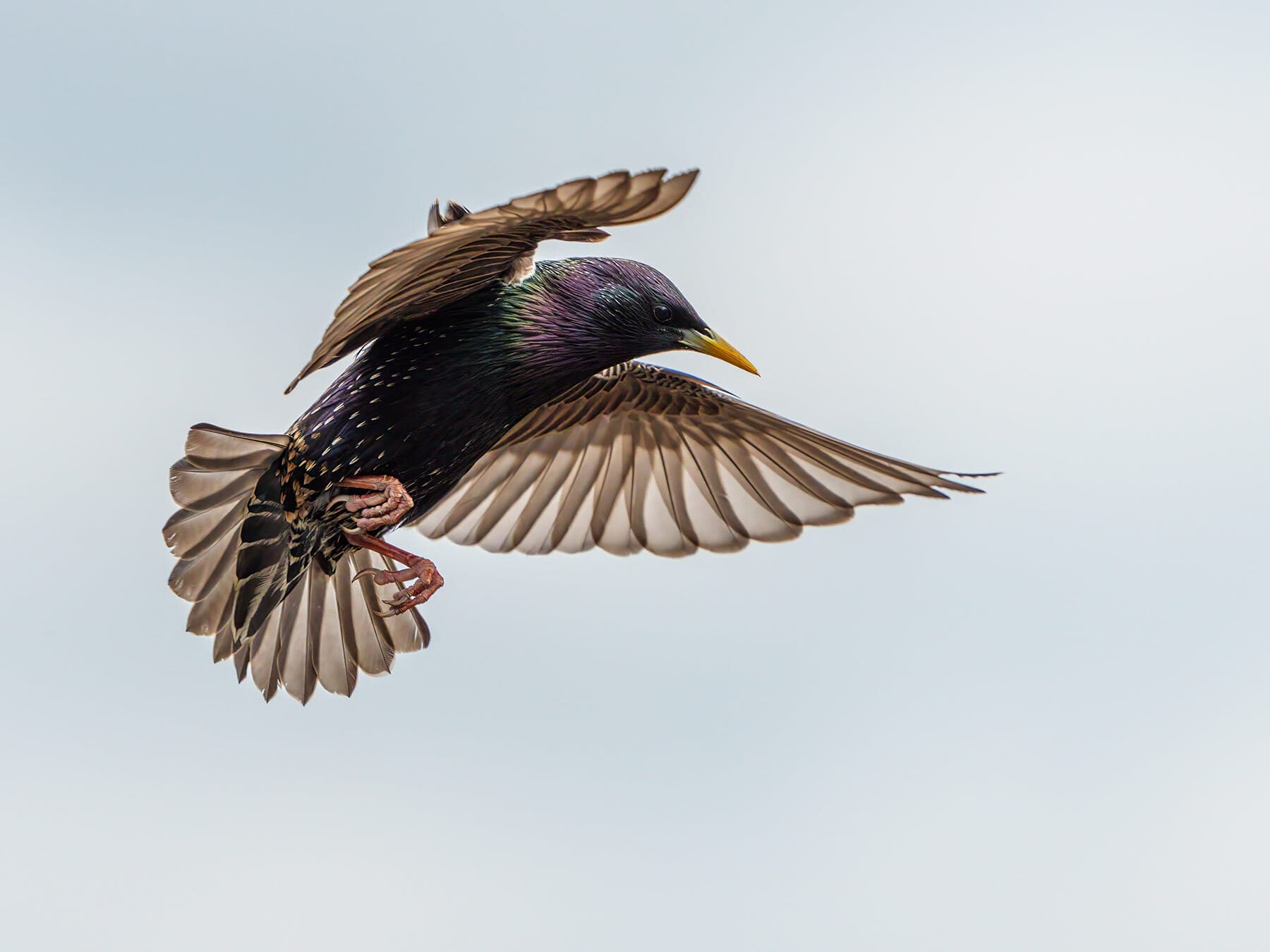 Common Starling | Birdfact