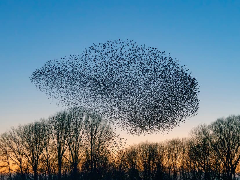 flocking behavior | Birdfact