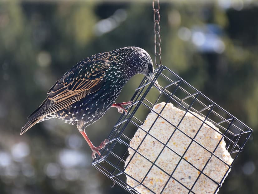 What Do Starlings Eat? (Complete Guide) | Birdfact