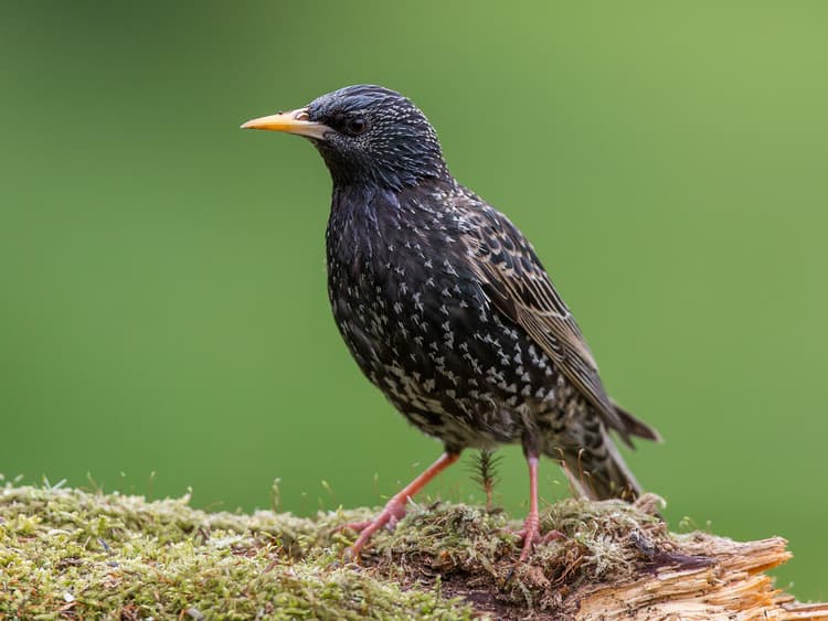 Cape Starling | Birdfact