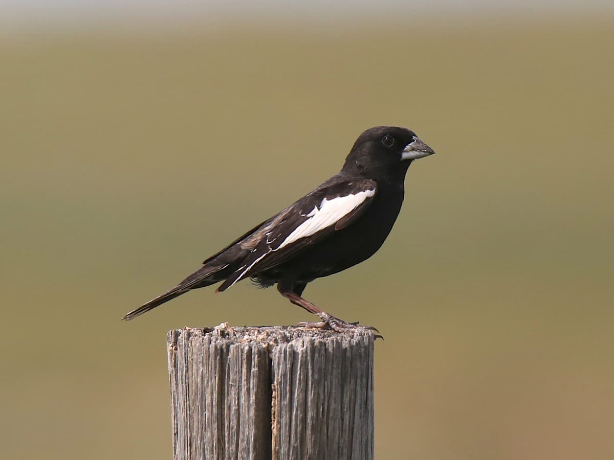 US State Birds — Interactive Guide | Birdfact