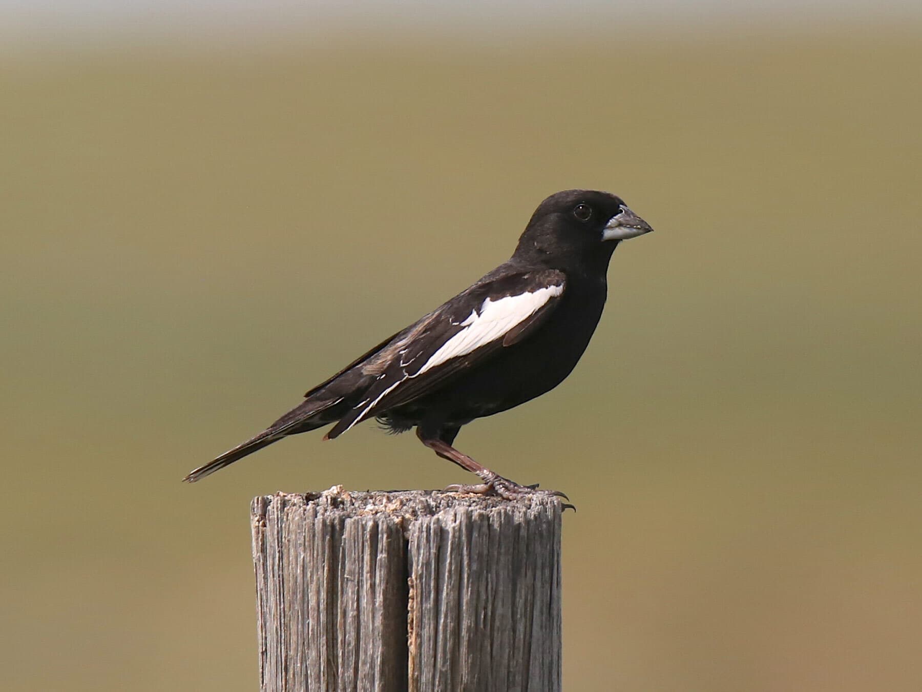 US State Birds — Interactive Guide | Birdfact