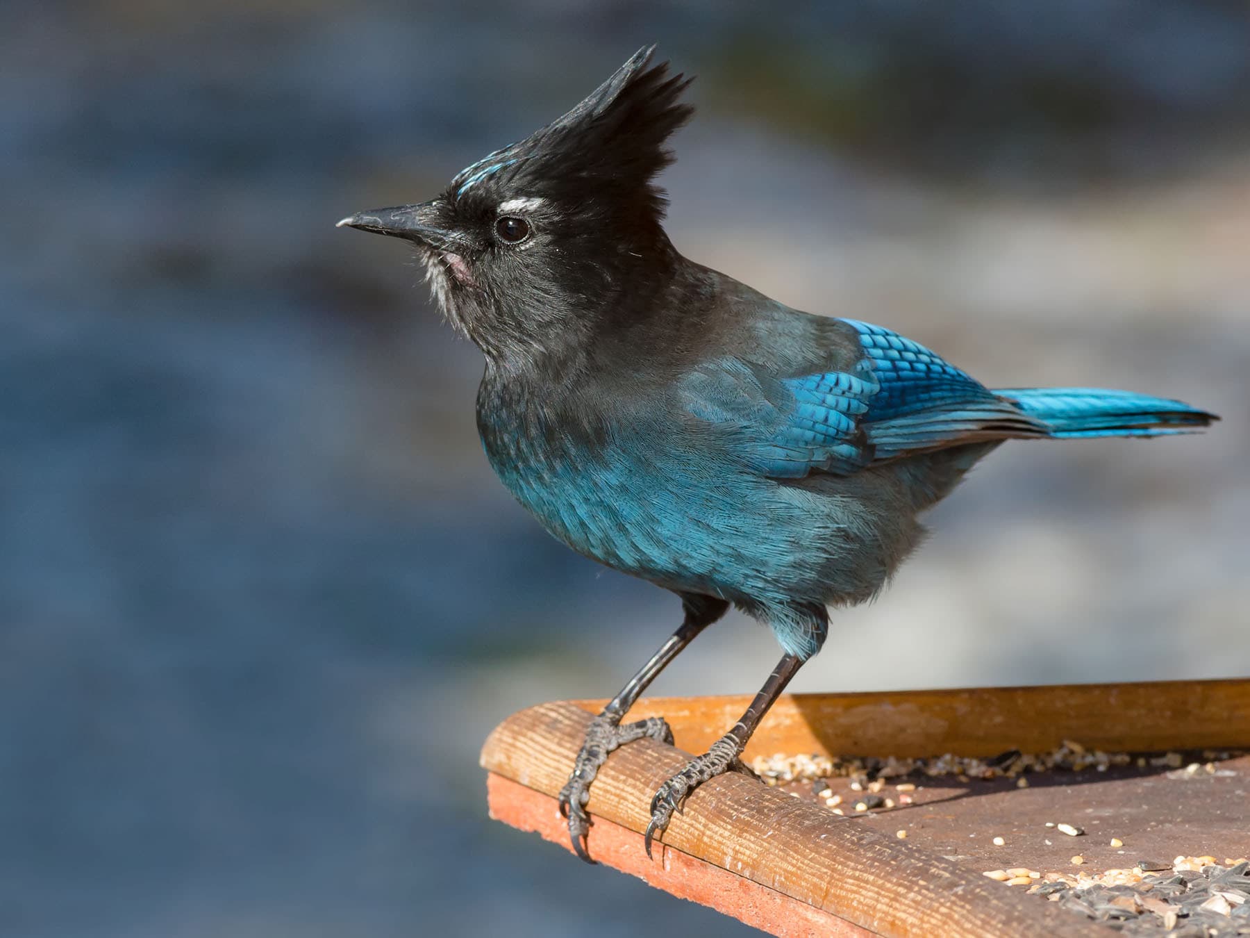 Female Steller's Jays (Male vs Female Identification Guide) | Birdfact