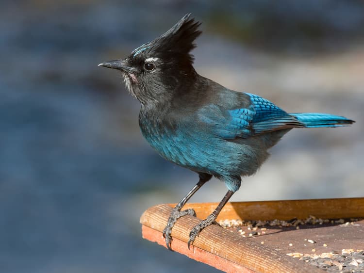 Female Steller's Jays (Male vs Female Identification Guide) | Birdfact